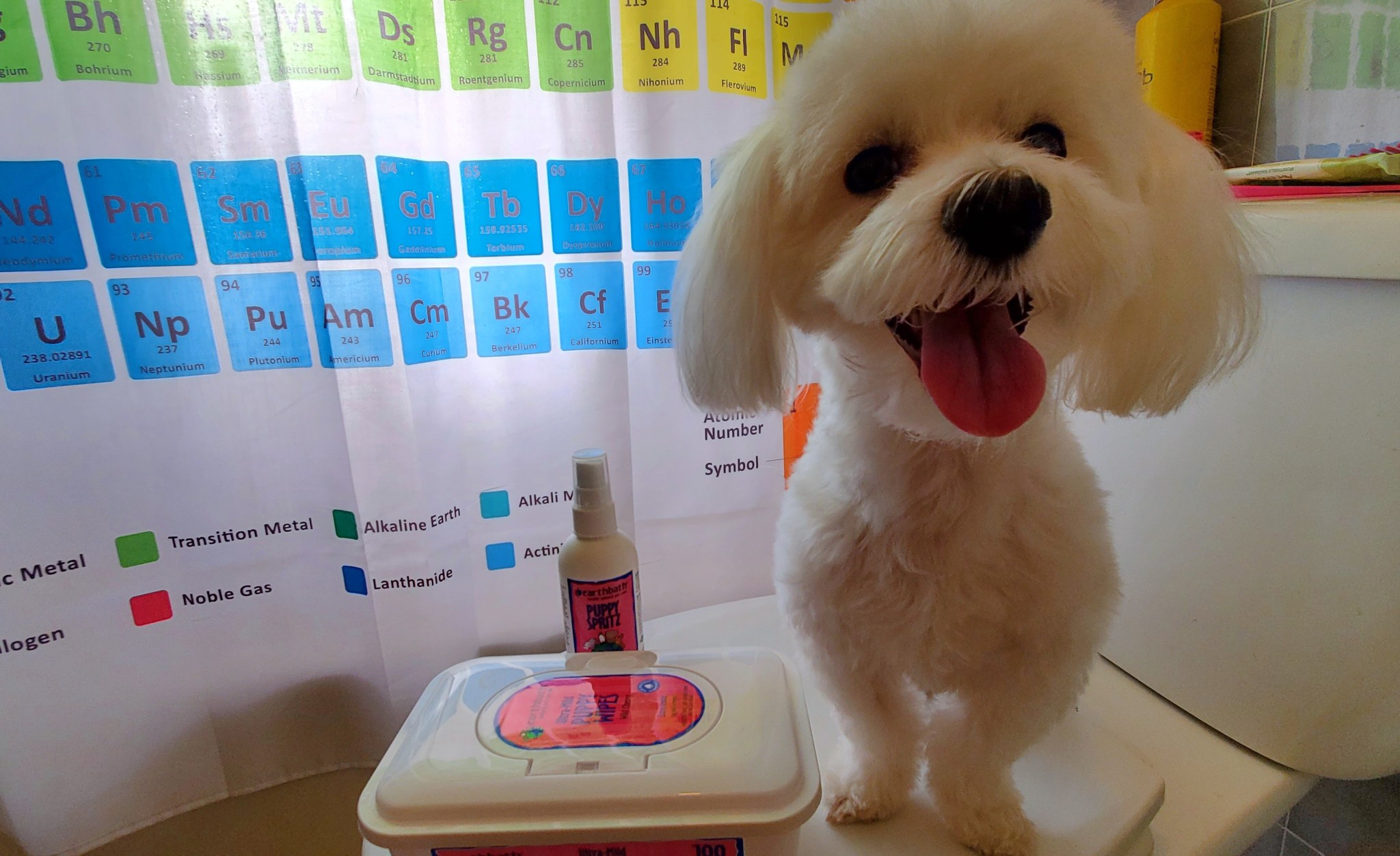 8 Easy Tips for Keeping Your Dog Clean and Healthy – Cindy Ella Speaks