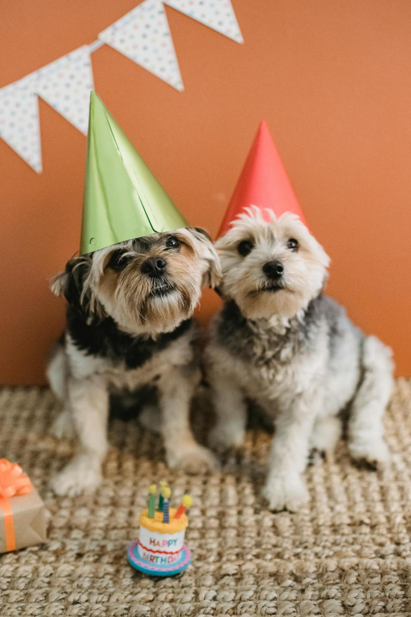 Simple Pet Birthday Ideas – Cindy Ella Speaks